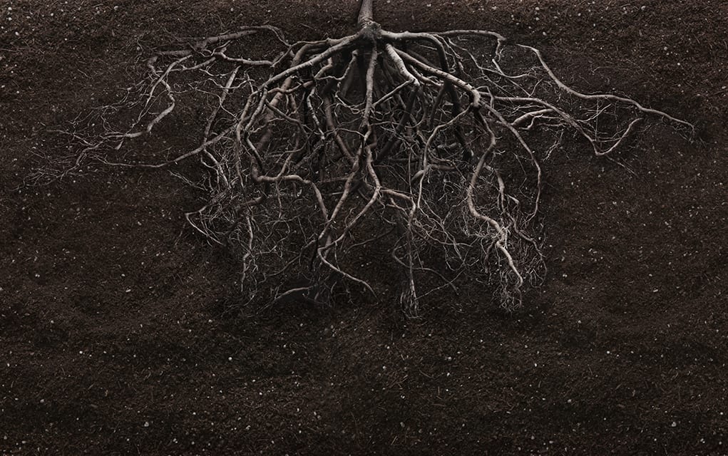 18_0717_ DISCIPLESHIP_Spiritual Fruit Starts With the Depth of Your ...