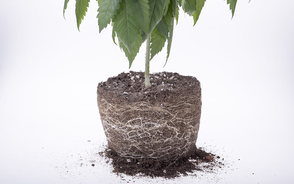 5 Things to Consider When Relaunching a Struggling Church ...