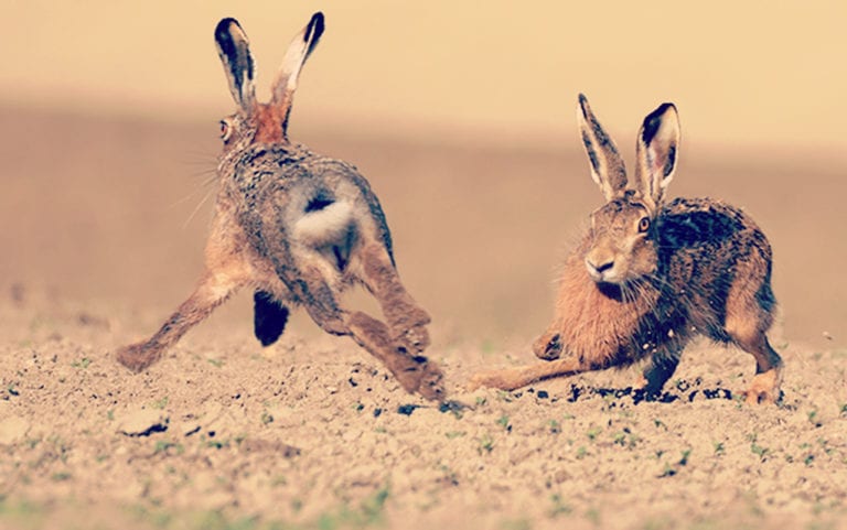 Why You Can't ‘Chase Two Rabbits’ in Ministry - outreachmagazine.com