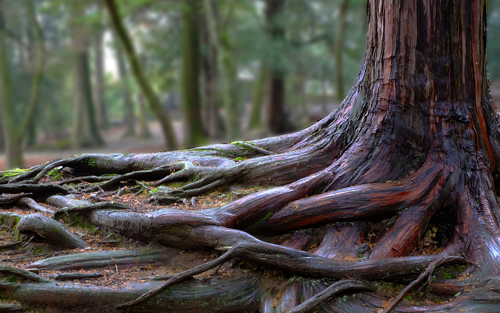 Get Rooted Where You Serve - outreachmagazine.com